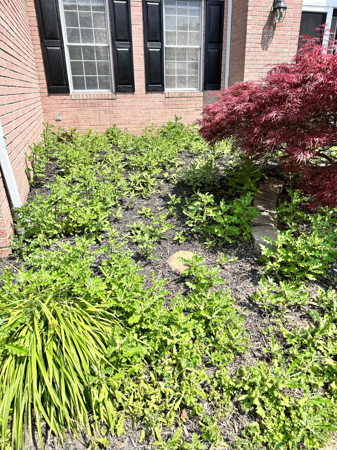 Expert Lawncare & Mowing | Quality Mulch | Middleburg Heights, OH